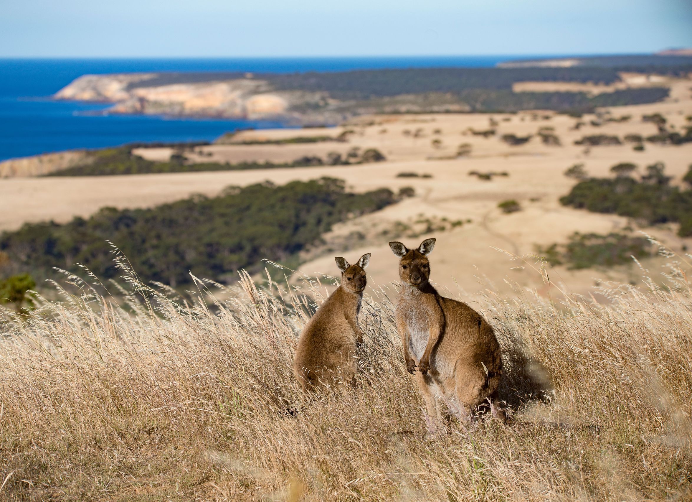 Exceptional Kangaroo Island - Signature Experiences of Australia